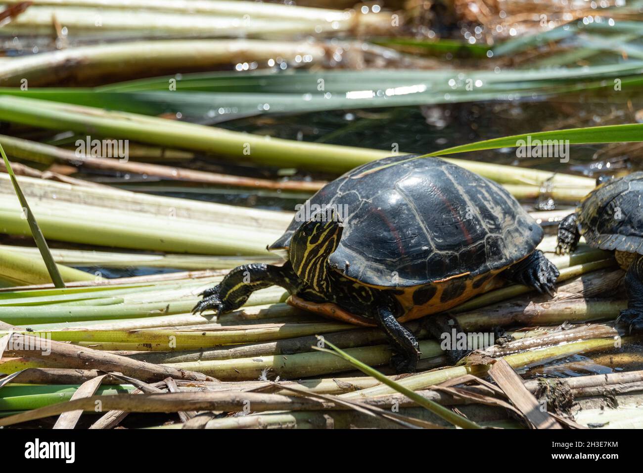 Turtle in its natural habitat. Pond turtle, yellow-bellied on the shore ...