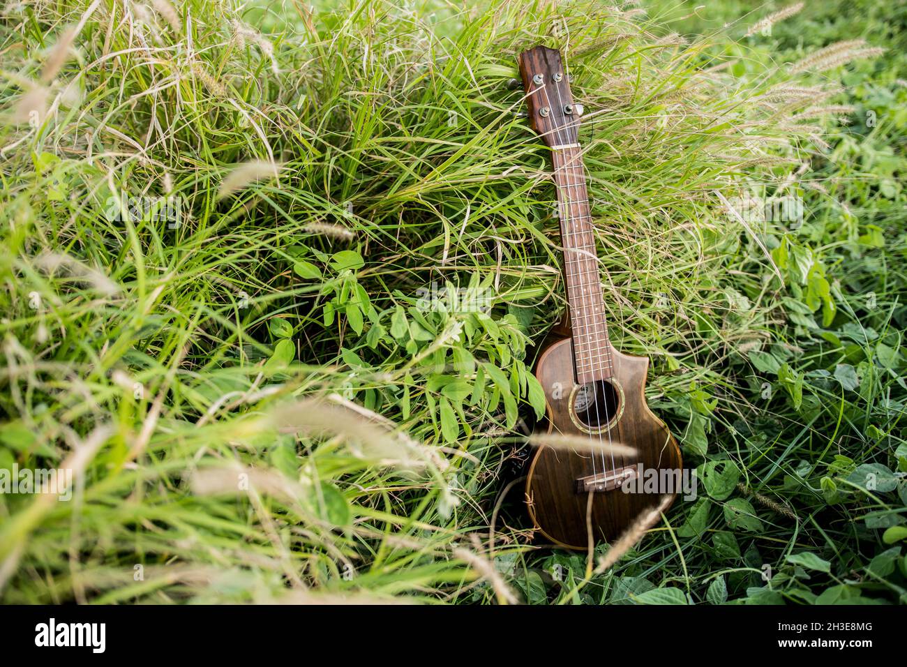 From above stylish wooden ukulele placed among green grass growing in ...