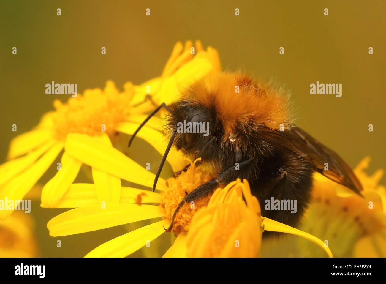 Closeup on a queen Tree umblebee, Bombus hypnorum sitting on a y Stock ...