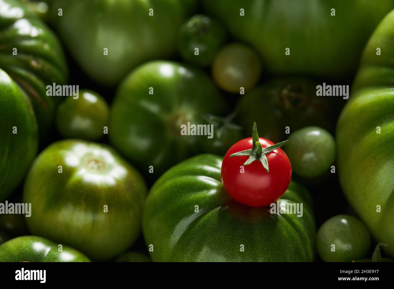 Berry tomato hi-res stock photography and images - Alamy