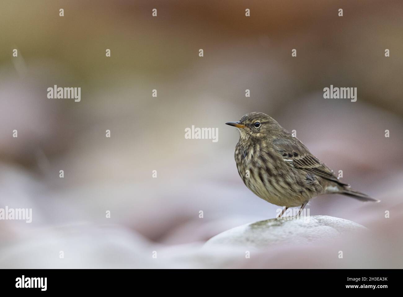 Serching for food hi-res stock photography and images - Alamy