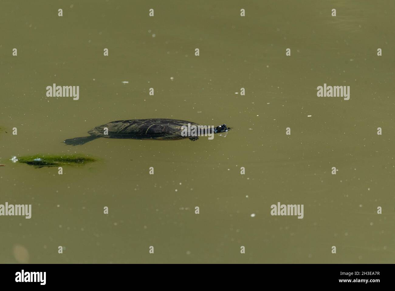 Turtle in its natural habitat. Pond turtle, yellow-bellied turtle ...