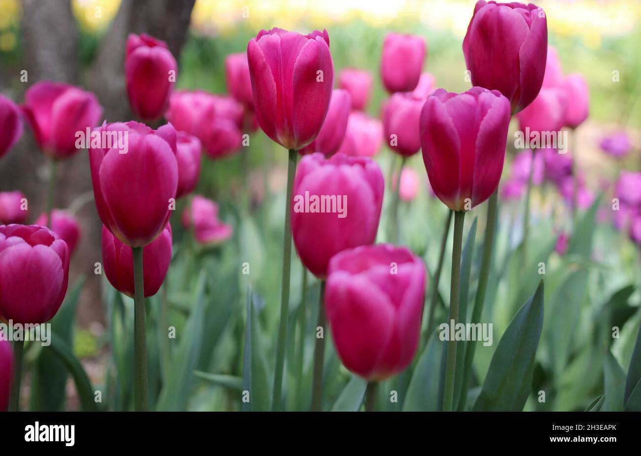 Pretty Pink Tulips in Spring at Araluen Botanic Park Perth, Western ...
