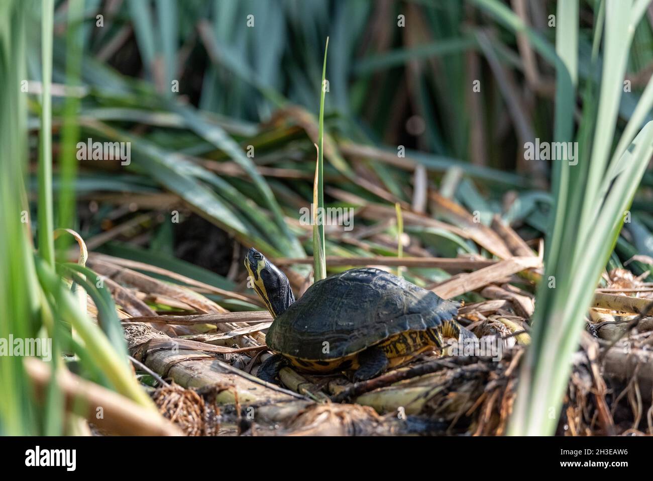 Turtle in its natural habitat. Pond turtle, yellow-bellied on the shore ...