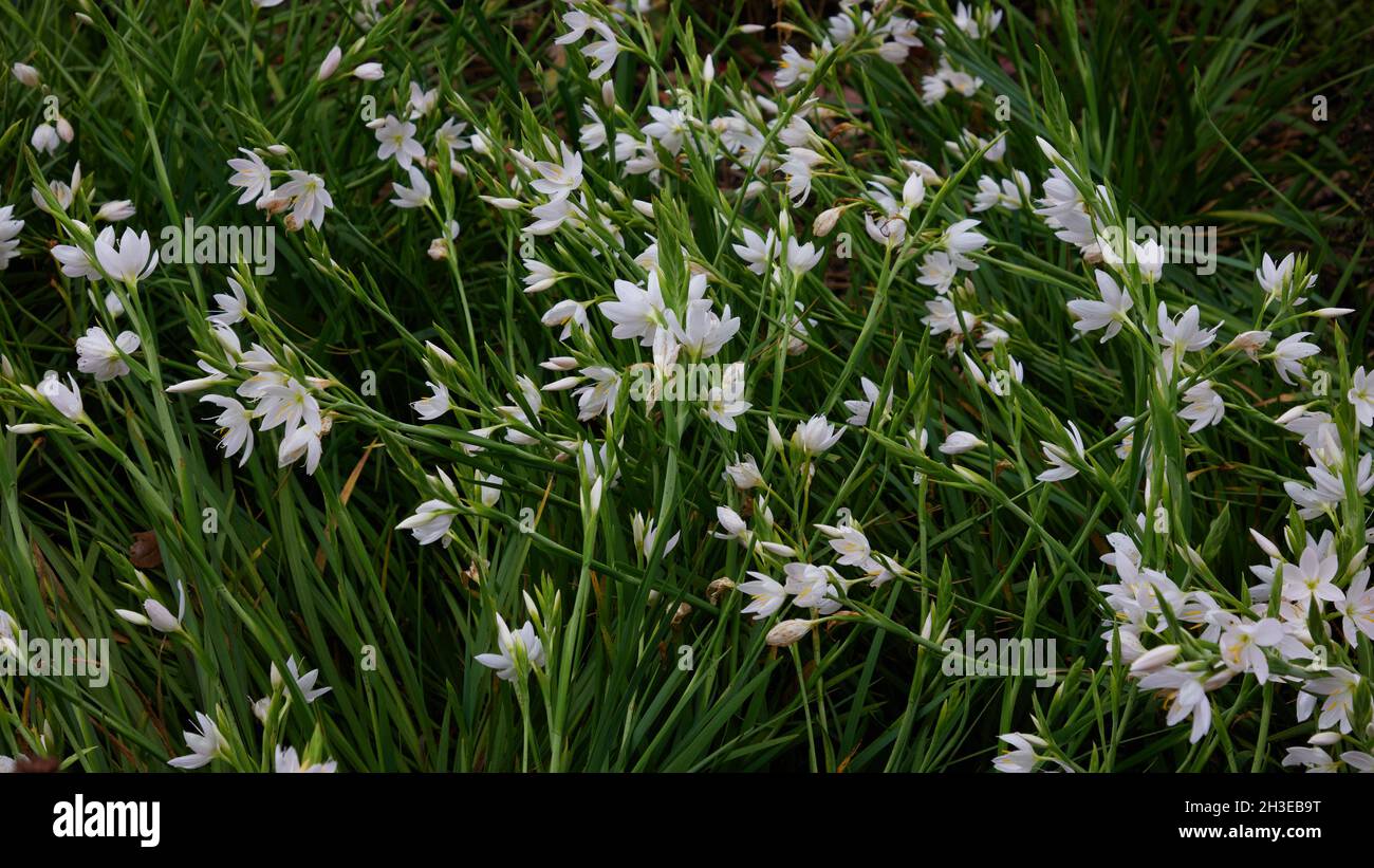 Hesperantha coccinea f. alba filling the frame Stock Photo - Alamy