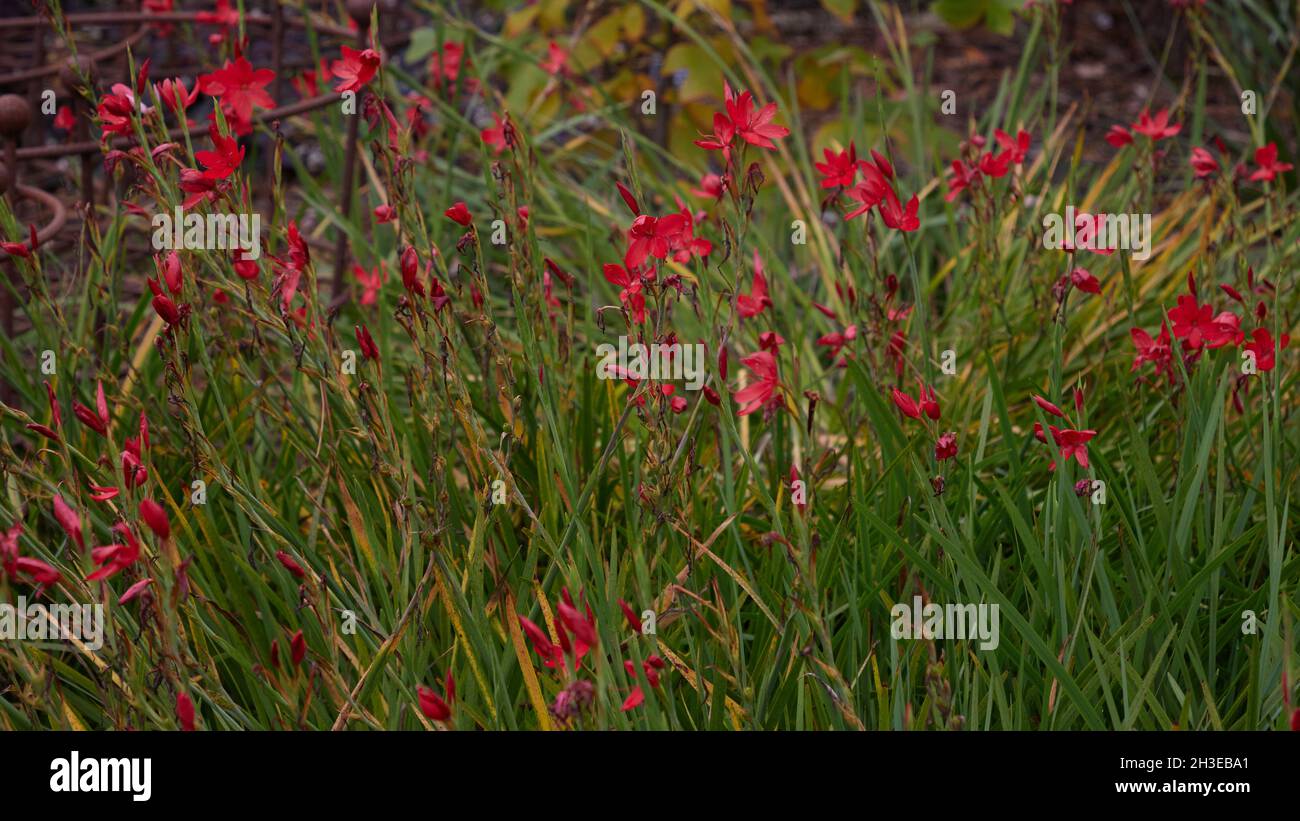 Hesperantha coccinea Red Dragon flowers in autumn Stock Photo - Alamy
