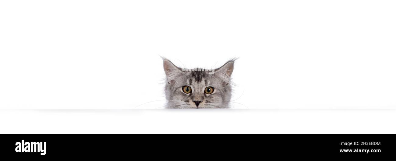 Cute Maine Coon cat kitten, sitting behind edge. Looking focussed over ...