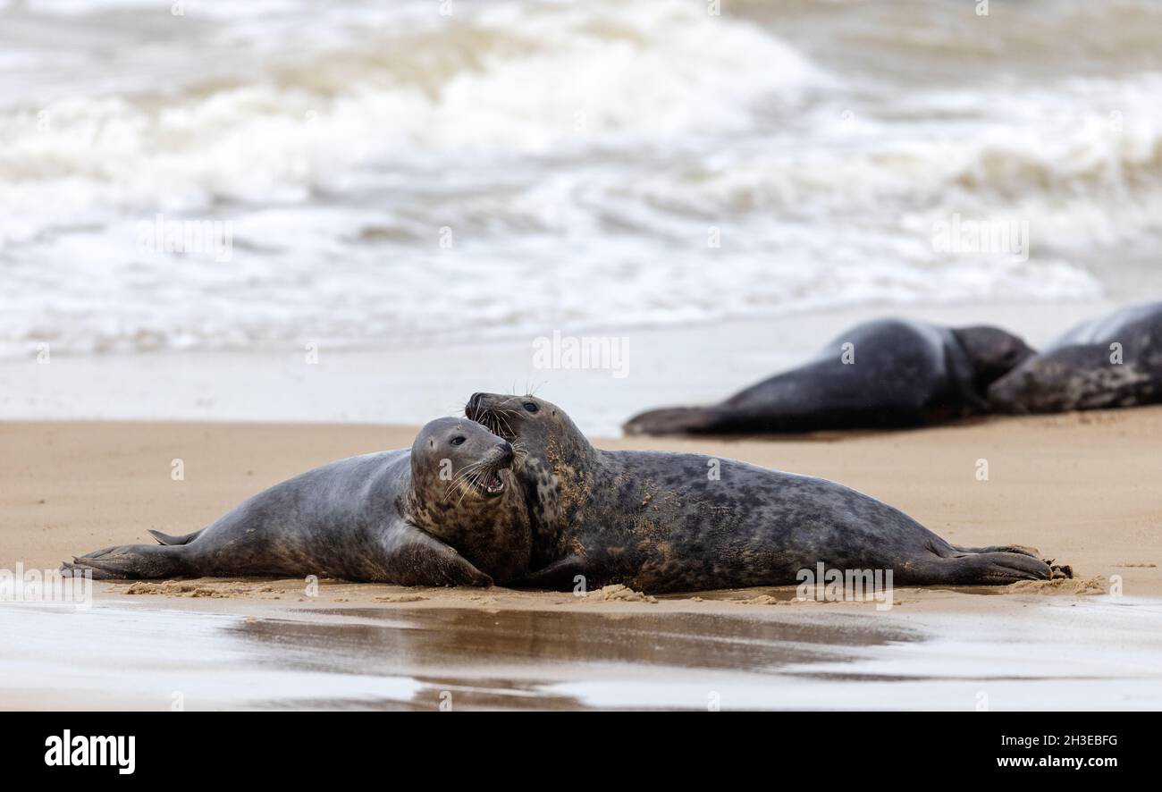 Movement of grey seals hi-res stock photography and images - Alamy
