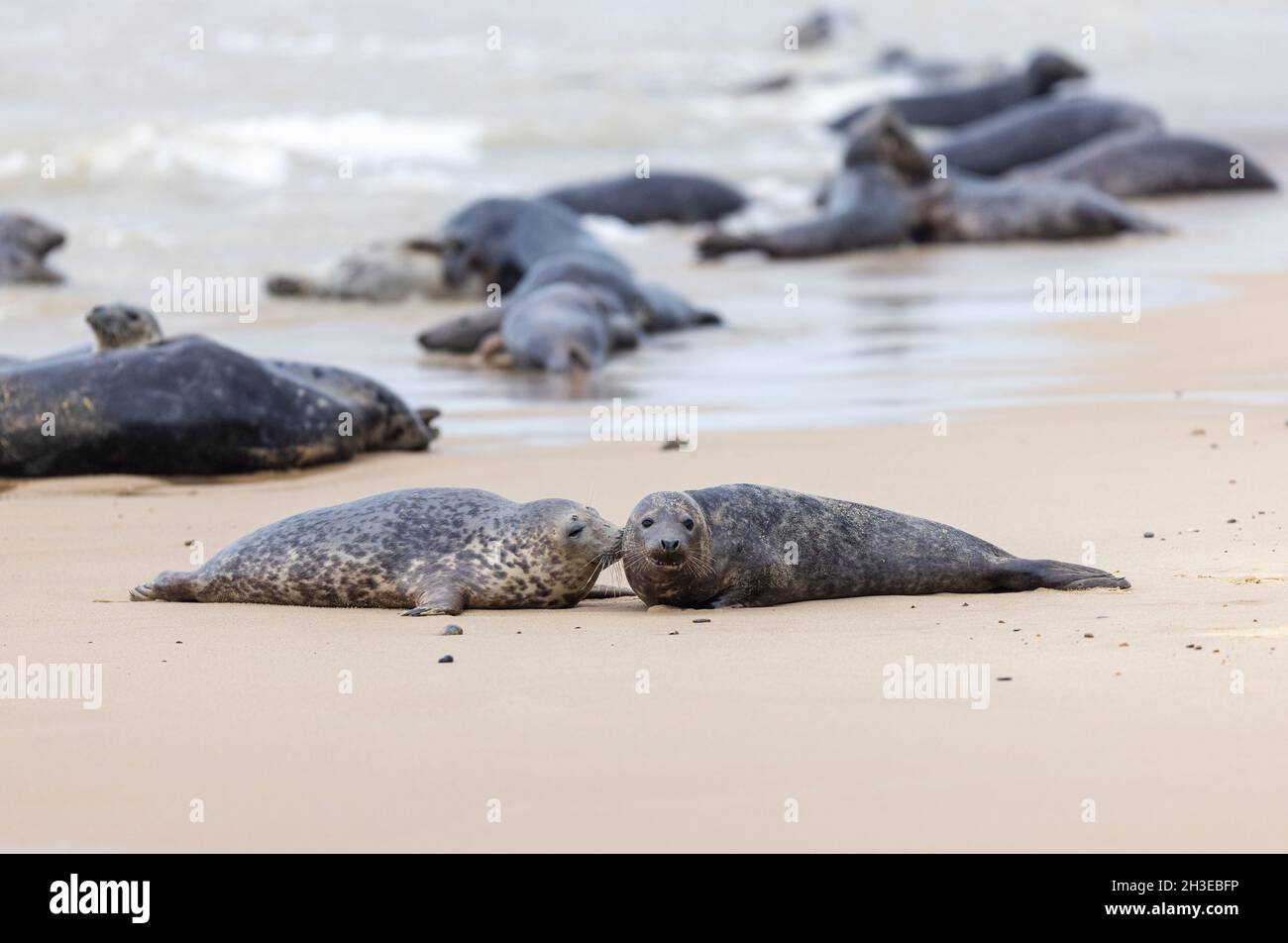 Grey Seals, Seals Stock Photo - Alamy