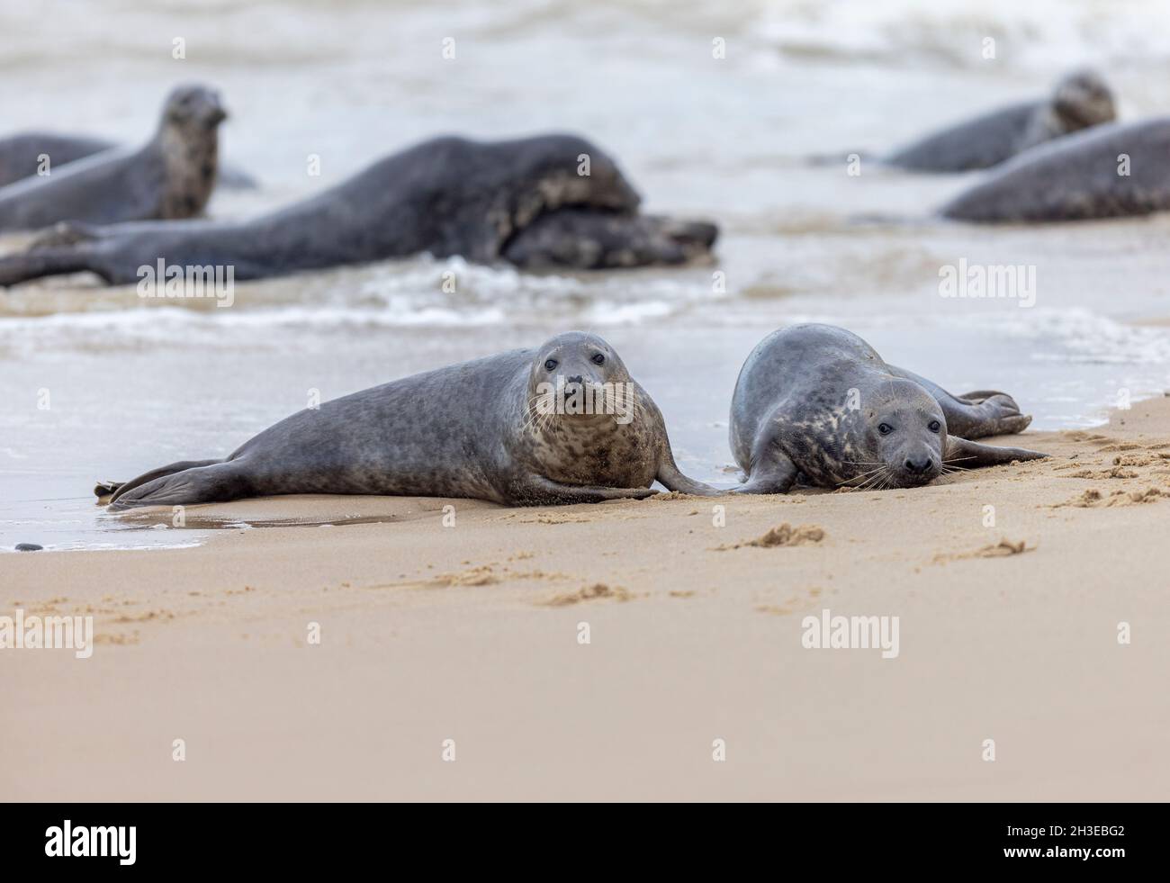 Save the seals hi-res stock photography and images - Alamy