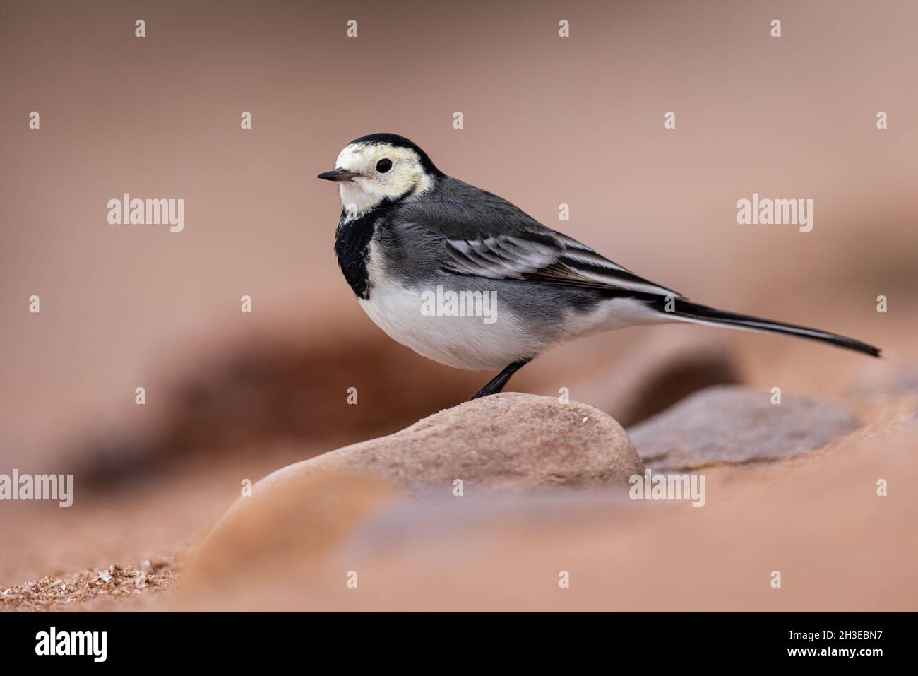 Pied Wagtail searching for food along the shore line in Applecross ...