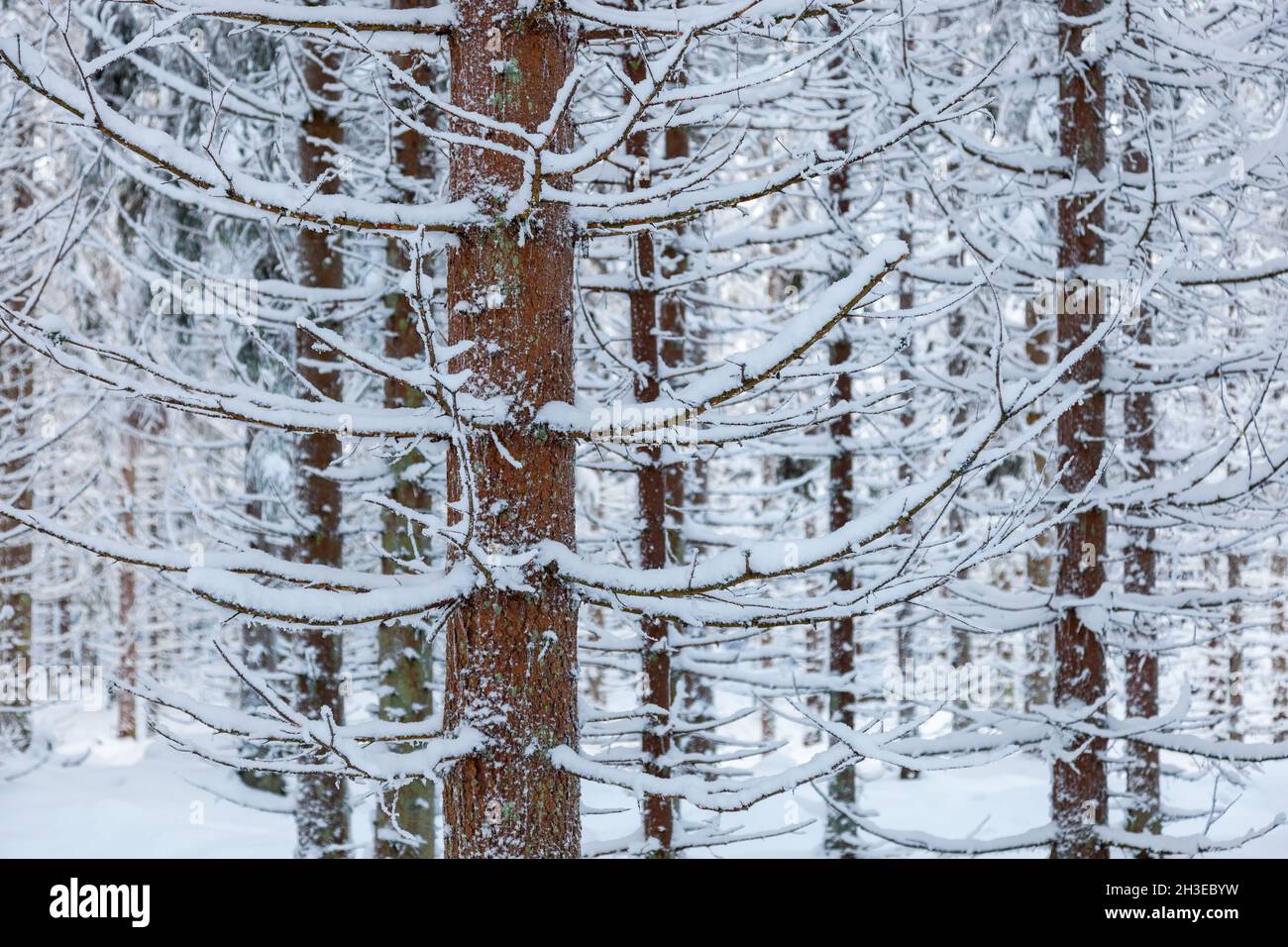 Spruce trees with snow on the branches in the woods Stock Photo - Alamy