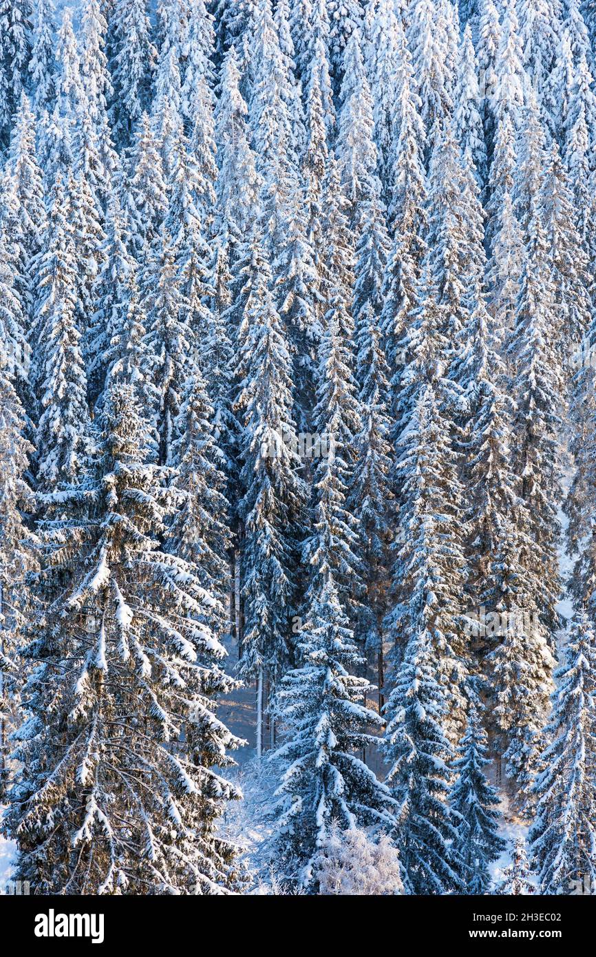 Forest with snow in the landscape Stock Photo - Alamy