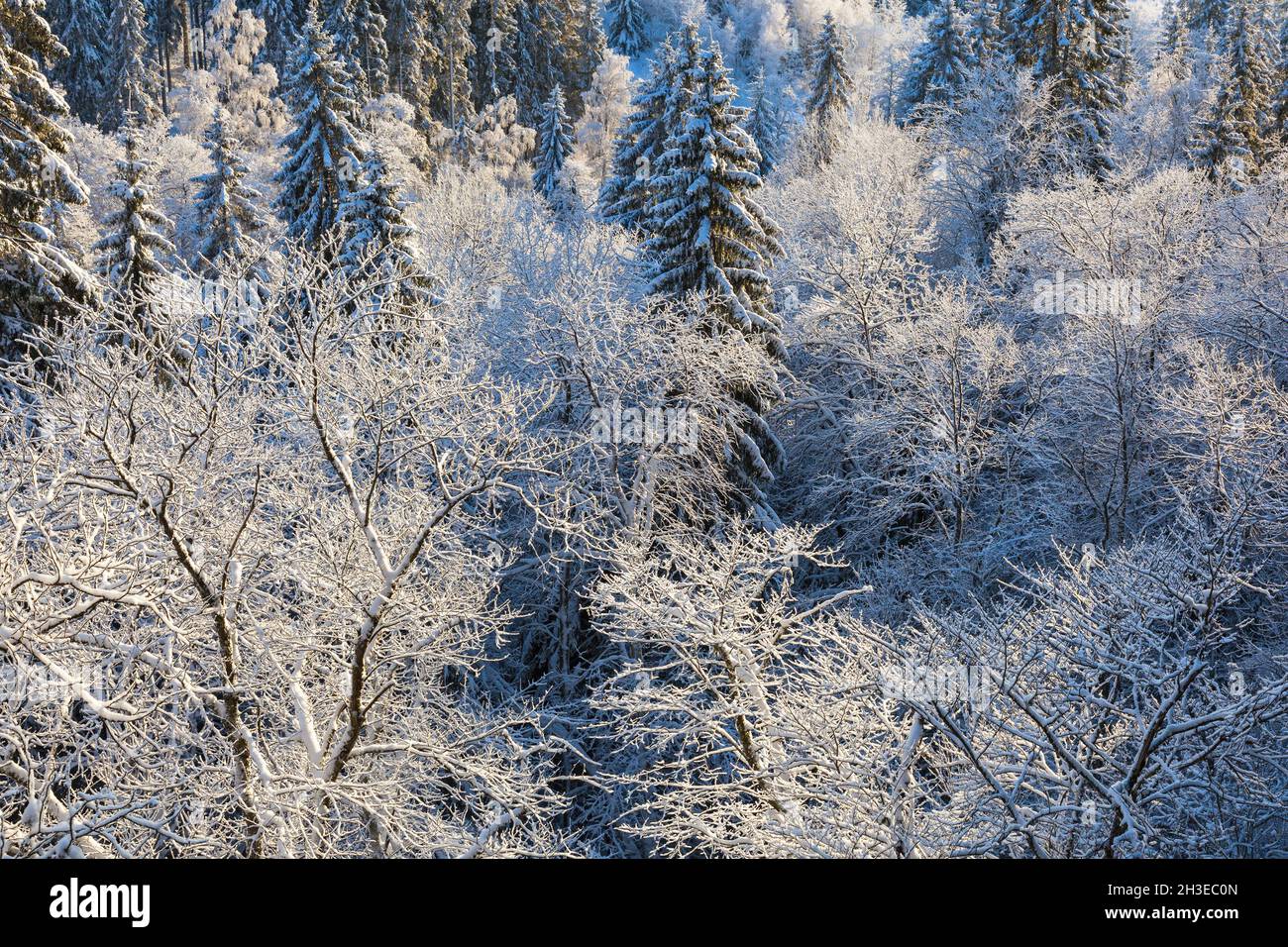 Trees with hoarfrost in the woods Stock Photo - Alamy