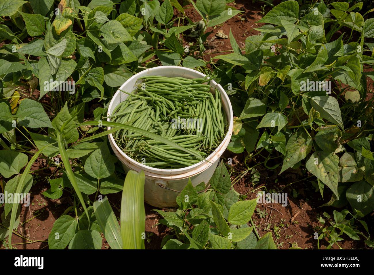 Hands images holding agriculture feed produce products like the green ...
