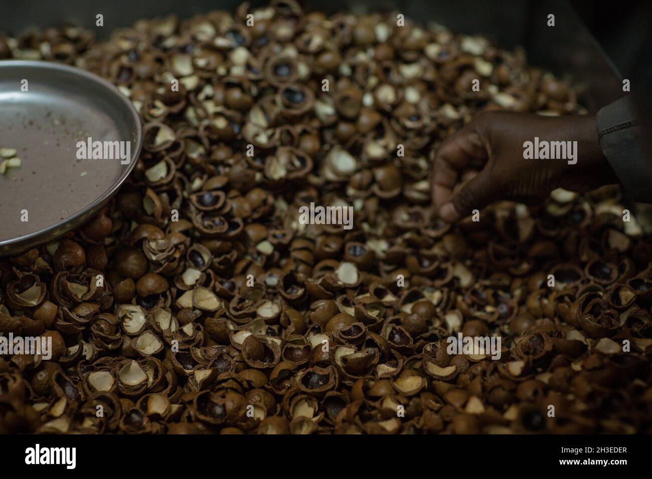 Macadamia seeds hi-res stock photography and images - Alamy