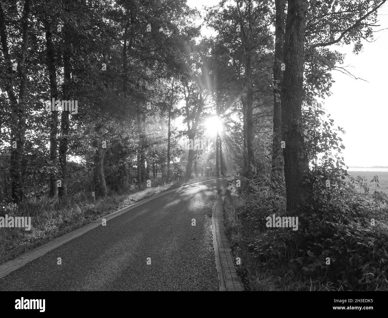 Bending trees hi-res stock photography and images - Alamy