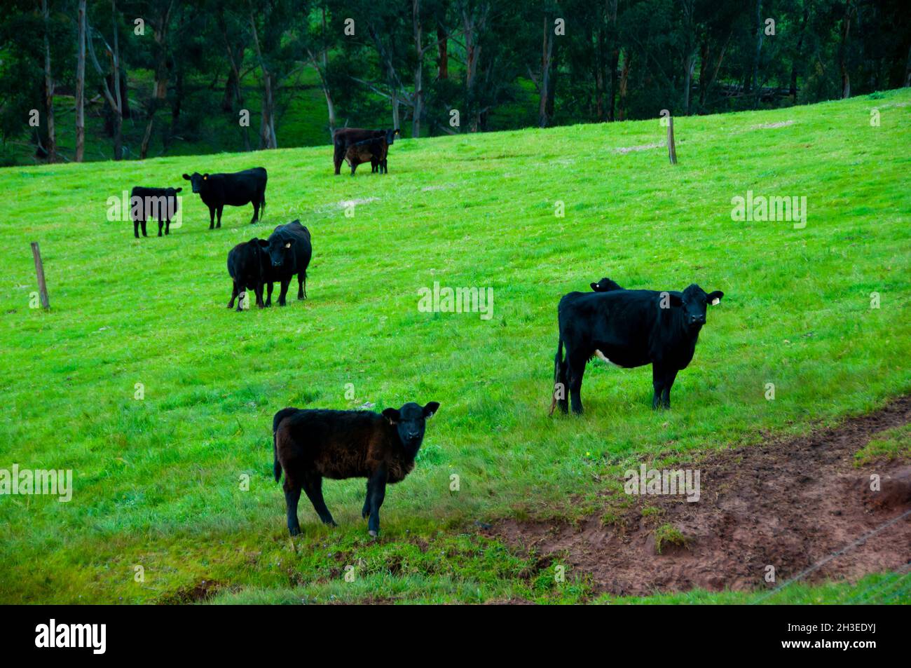 Australian Lowline Cattle - Western Australia Stock Photo - Alamy