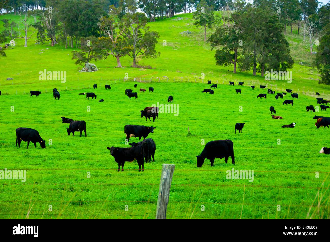 Australian Lowline Cattle - Western Australia Stock Photo - Alamy