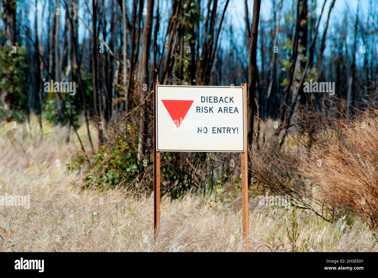 No Entry Sign for Dieback Risk Area Stock Photo - Alamy