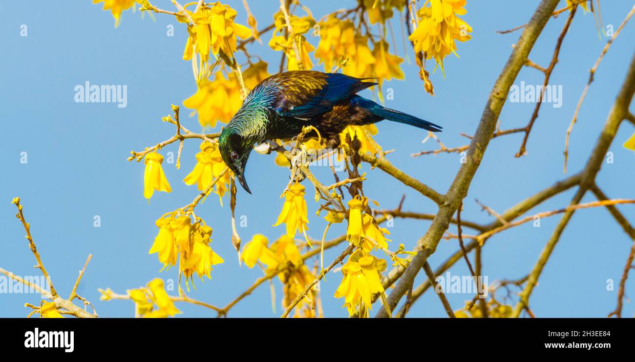 A beautiful Tui bird feeding on the yellow flowers of New Zealand's ...