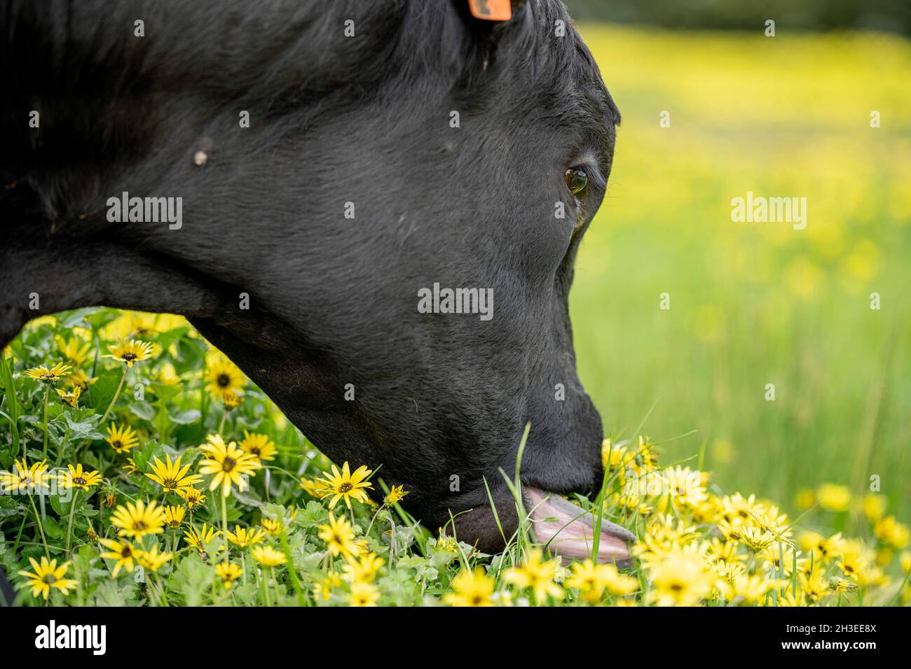 Beef cows and calves grazing on grass in Australia. Eating hay and ...
