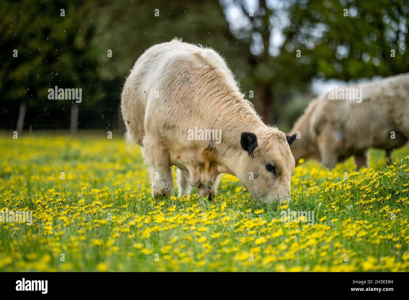Close up of Stud Beef bulls, cows and calves grazing on grass in a ...