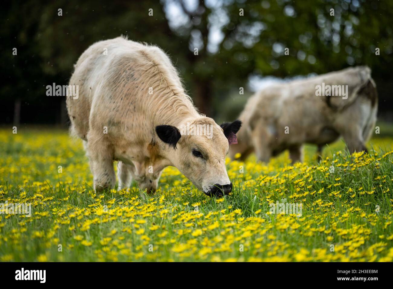 Close up of Stud Beef bulls, cows and calves grazing on grass in a ...