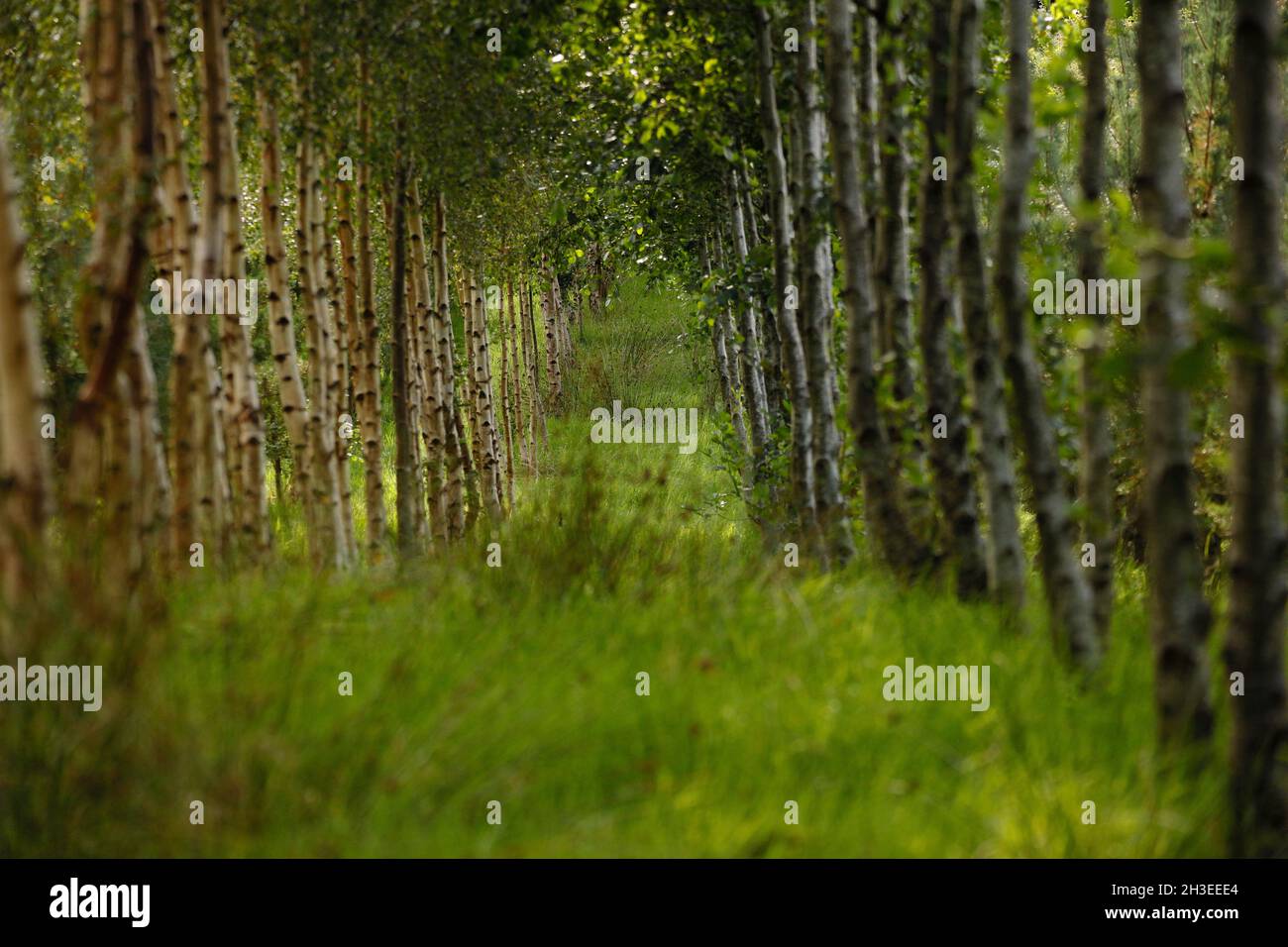 Restoring woodlands hi-res stock photography and images - Alamy