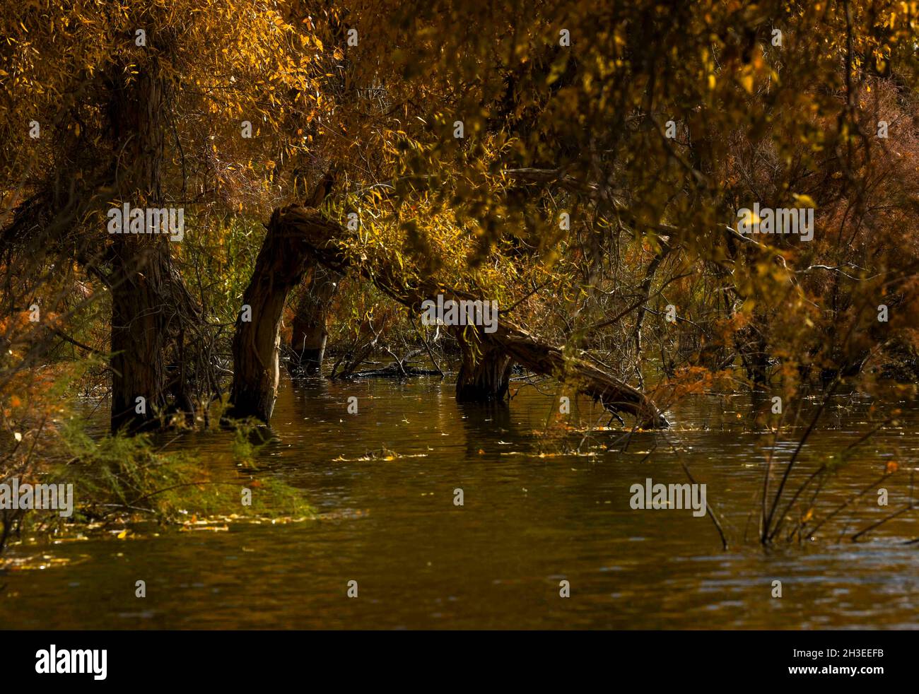 Yuli. 27th Oct, 2021. Photo taken on Oct. 27, 2021 shows poplar trees ...