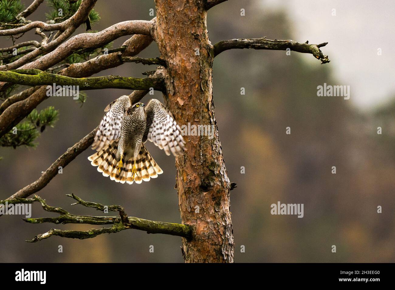 Hunting sparrowhawk among trees Stock Photo - Alamy
