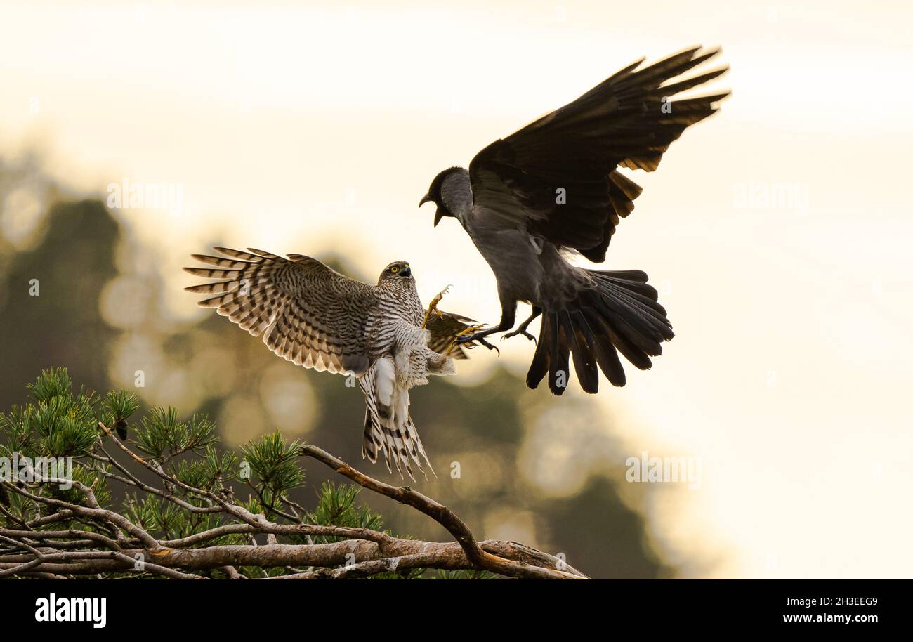Crow bully sparrowhawk hi-res stock photography and images - Alamy