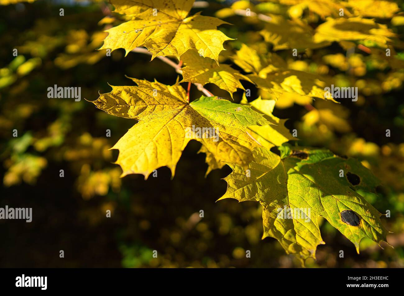 Animation autumn orange leaves pattern hi-res stock photography and ...