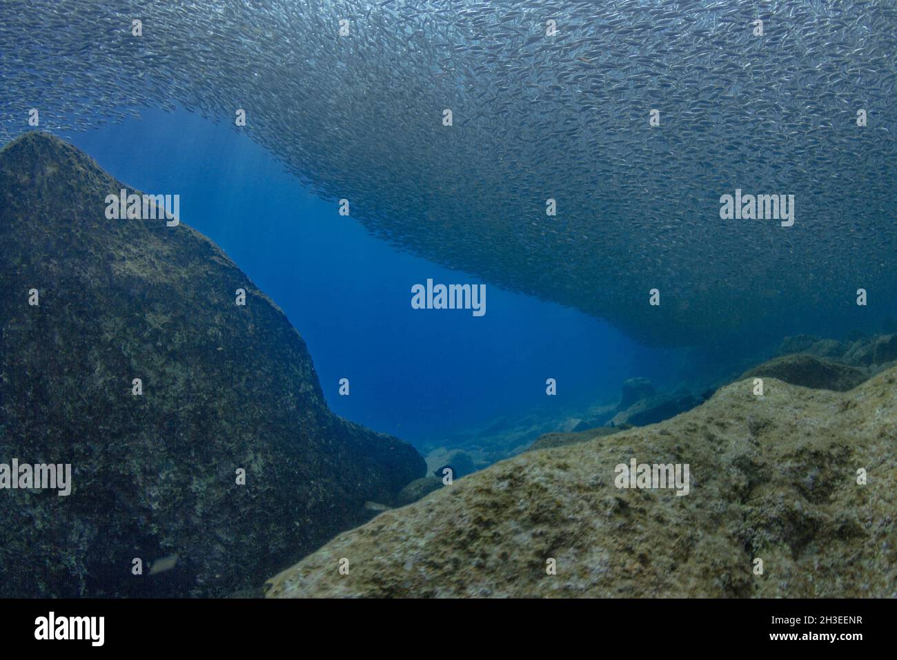 Scuba diver in sardine hi-res stock photography and images - Alamy
