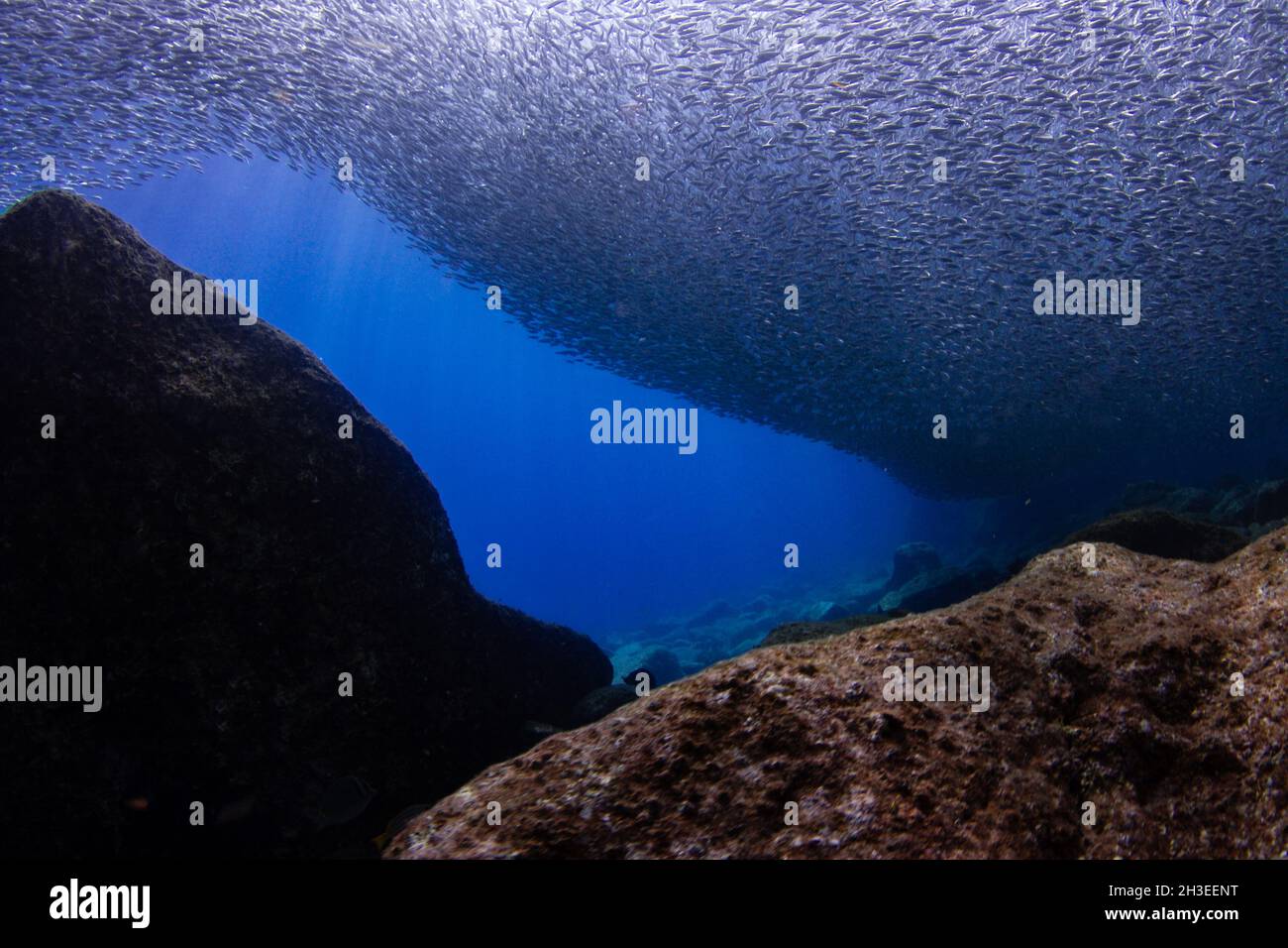 Scuba diver in sardine hi-res stock photography and images - Alamy