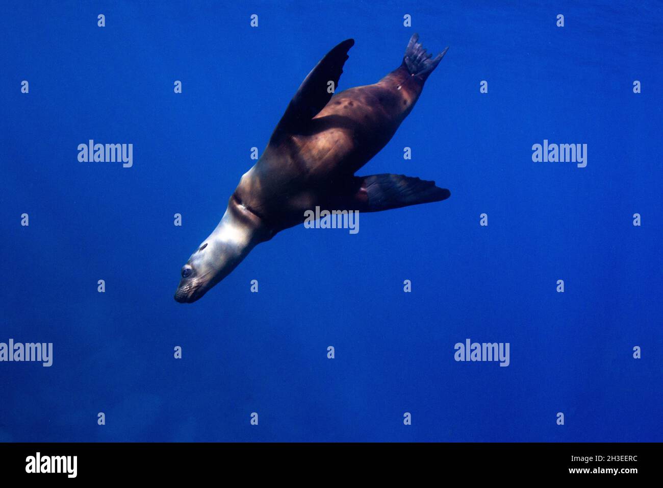 Bull sea lion mexico hi-res stock photography and images - Alamy
