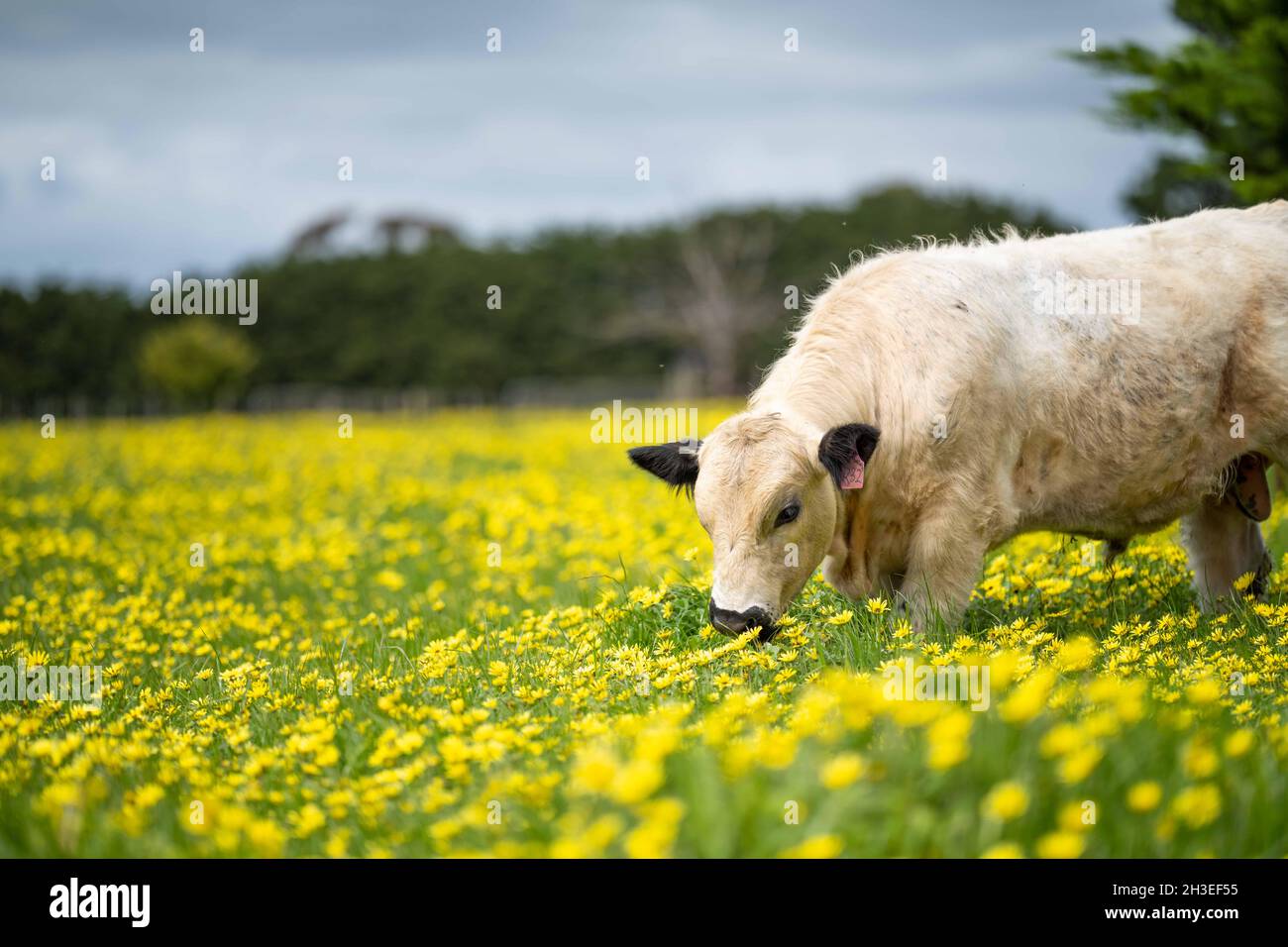 Brahman cows calves grazing hi-res stock photography and images - Alamy
