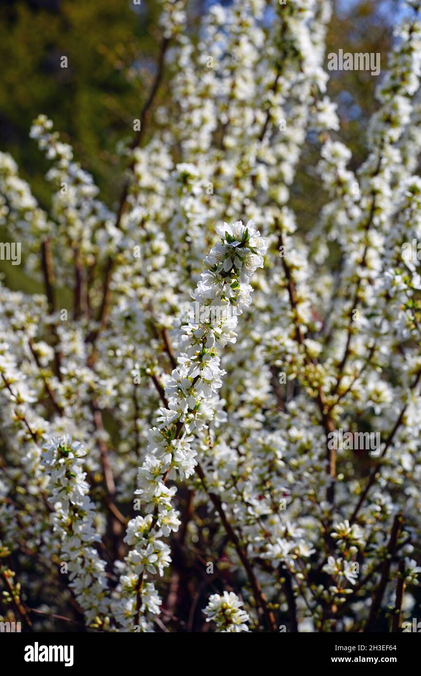 Branches of White flowers of Bush Cherry (Prunus Japonica Stock Photo ...