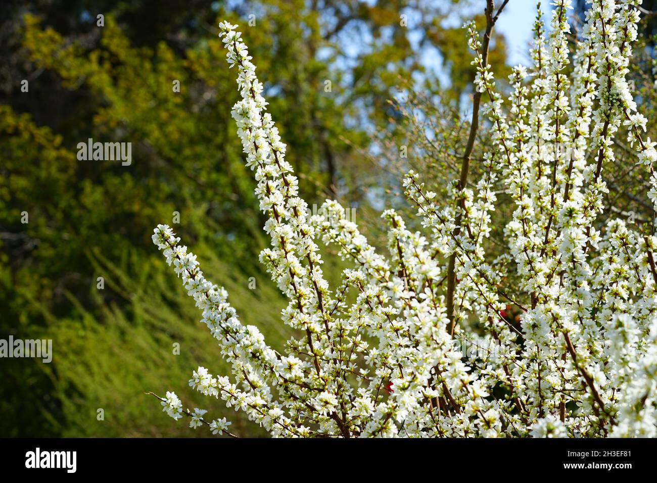 Branches of White flowers of Bush Cherry (Prunus Japonica Stock Photo ...