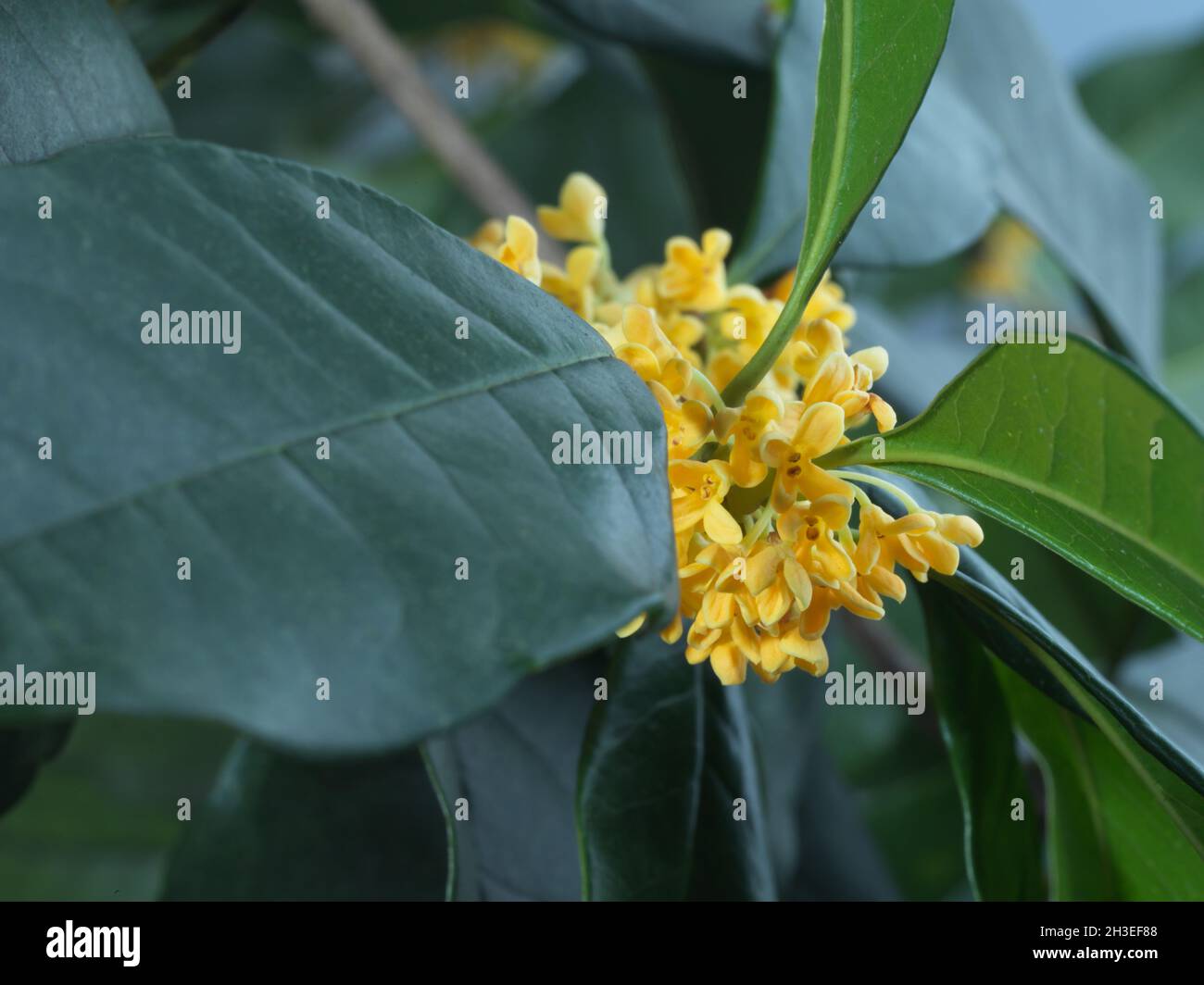 Osmanthus Fragrans in full bloom Stock Photo - Alamy