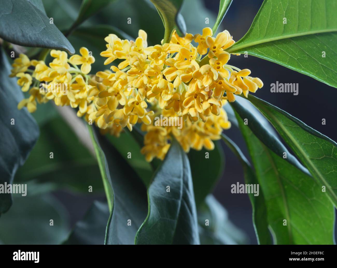 Osmanthus Fragrans in full bloom Stock Photo - Alamy