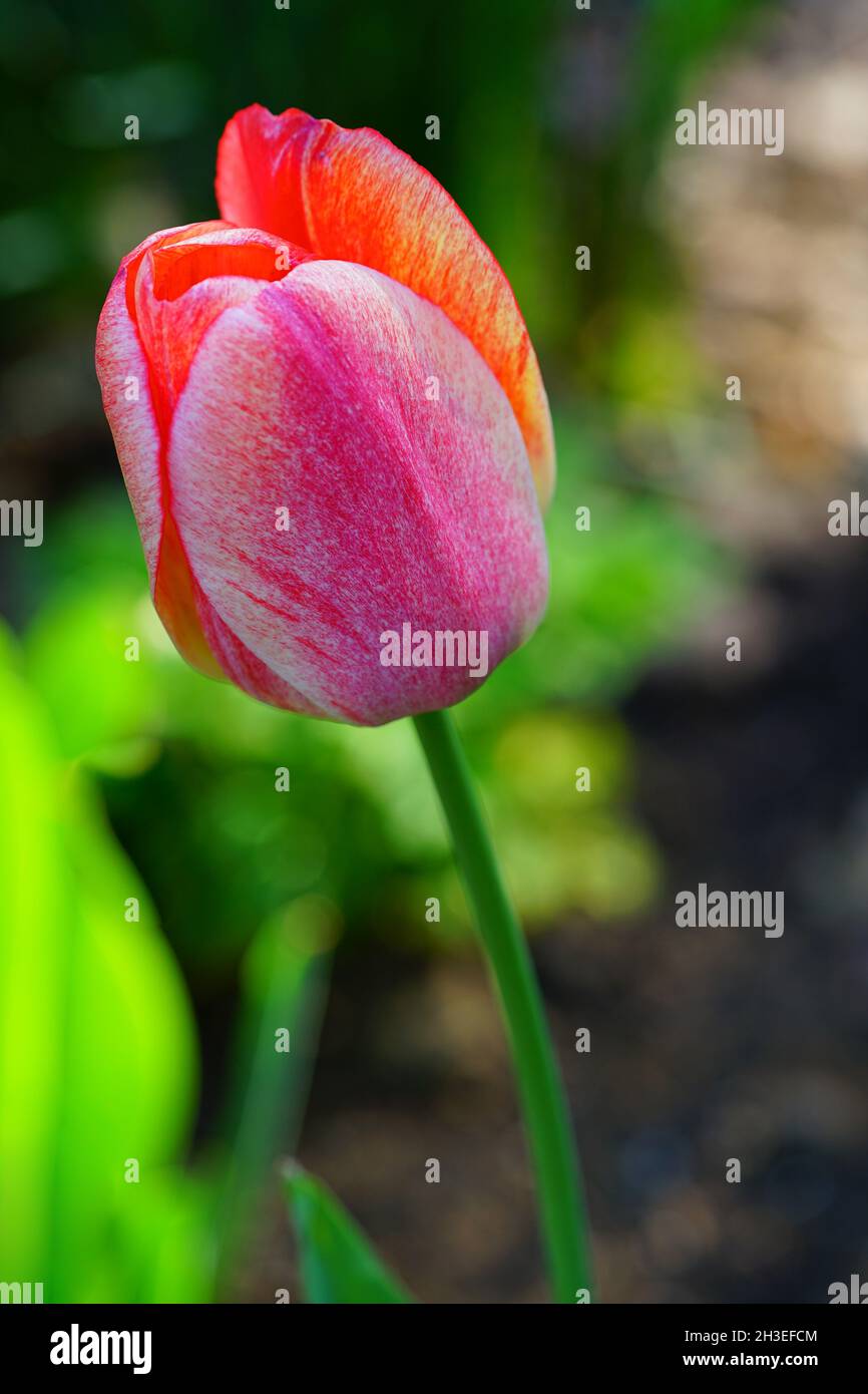 Giant darwin hybrid hi-res stock photography and images - Alamy