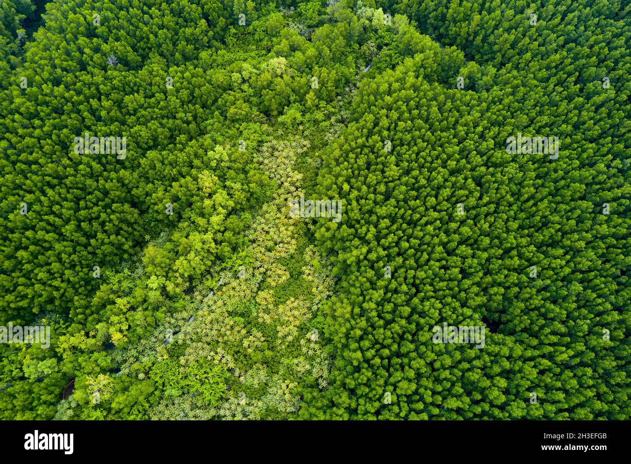 Aerial view of a dense forest Stock Photo - Alamy