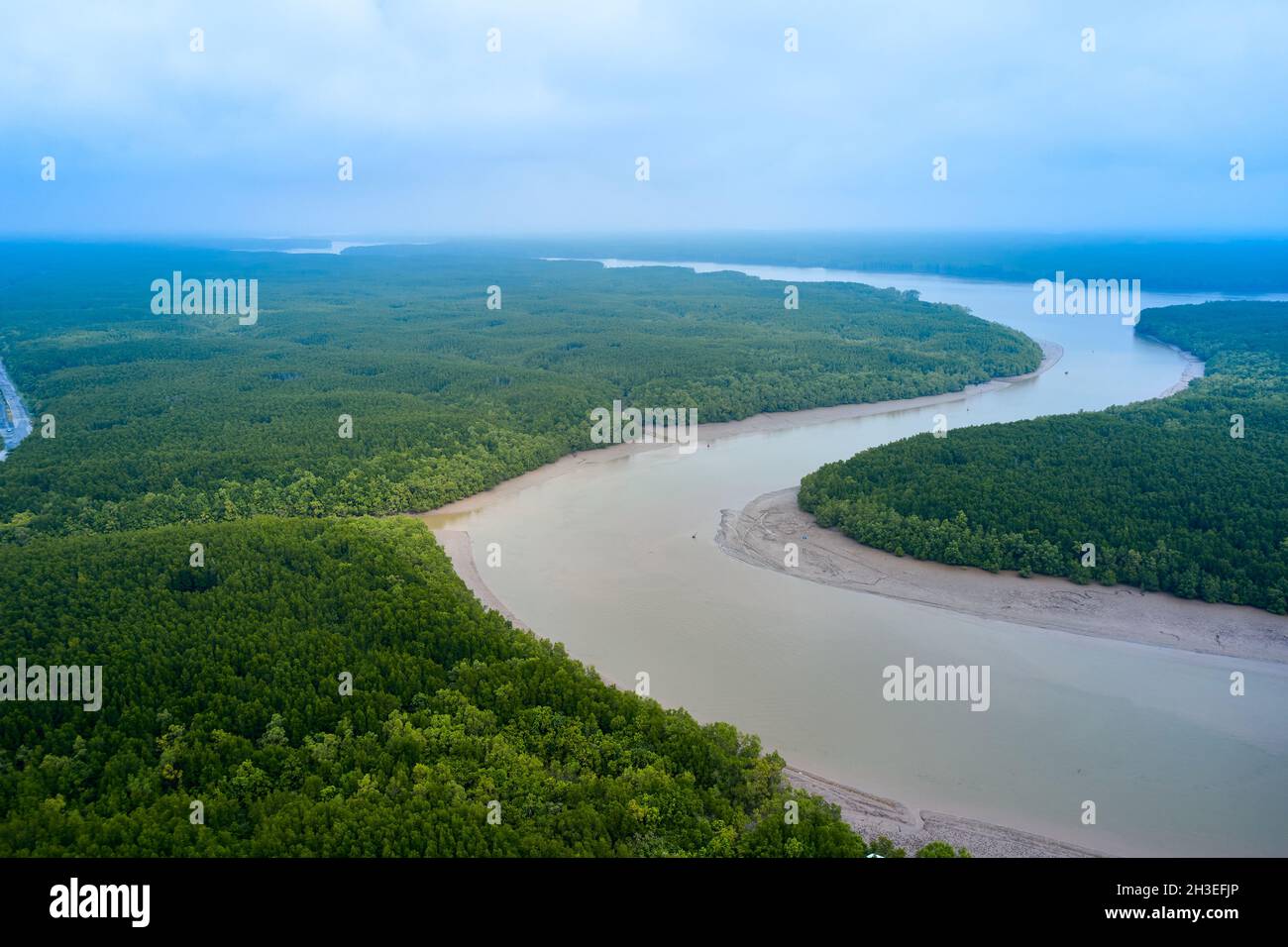 Dense vegetation in deep forest landscape hi-res stock photography and ...