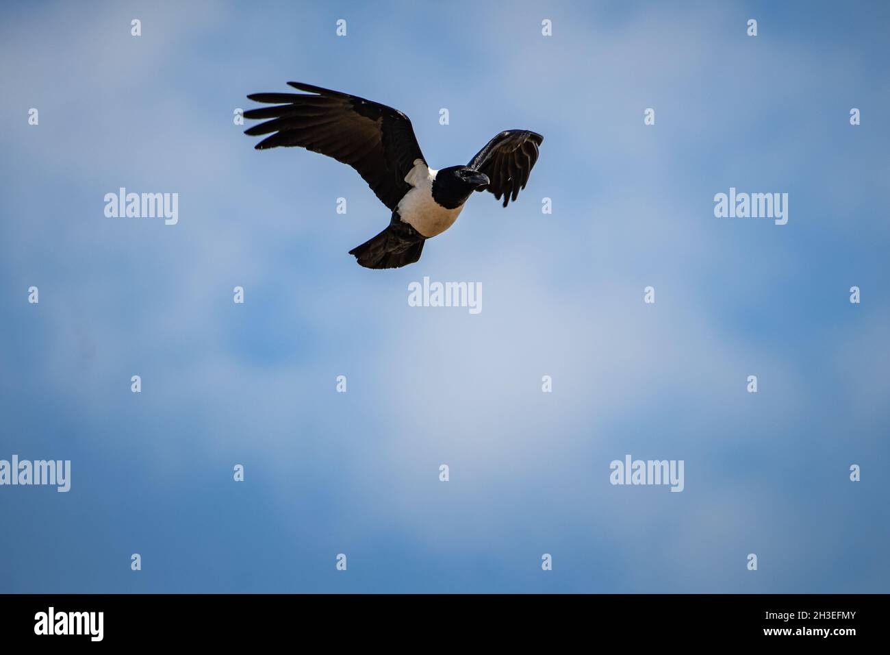 View of the crow in the flight Stock Photo - Alamy