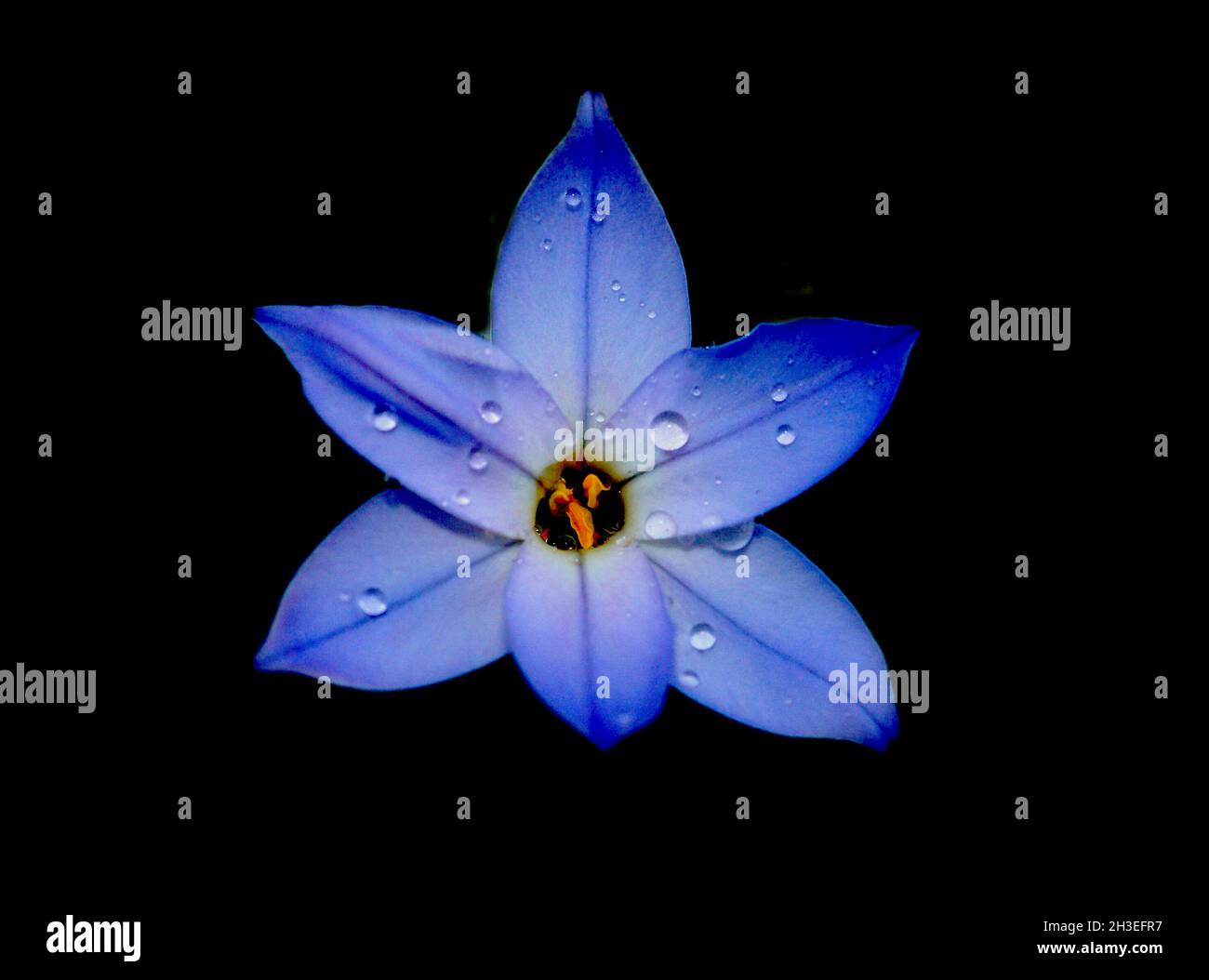 Small blue spring flower, Siberian squill (Scilla siberica), Isolated ...