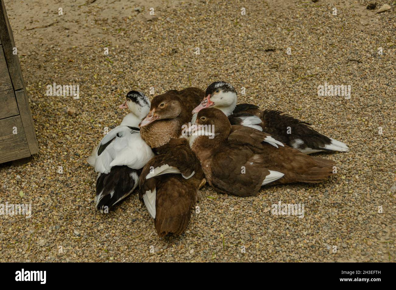 High angle shot of a group of little ducks sitting and hugging each ...