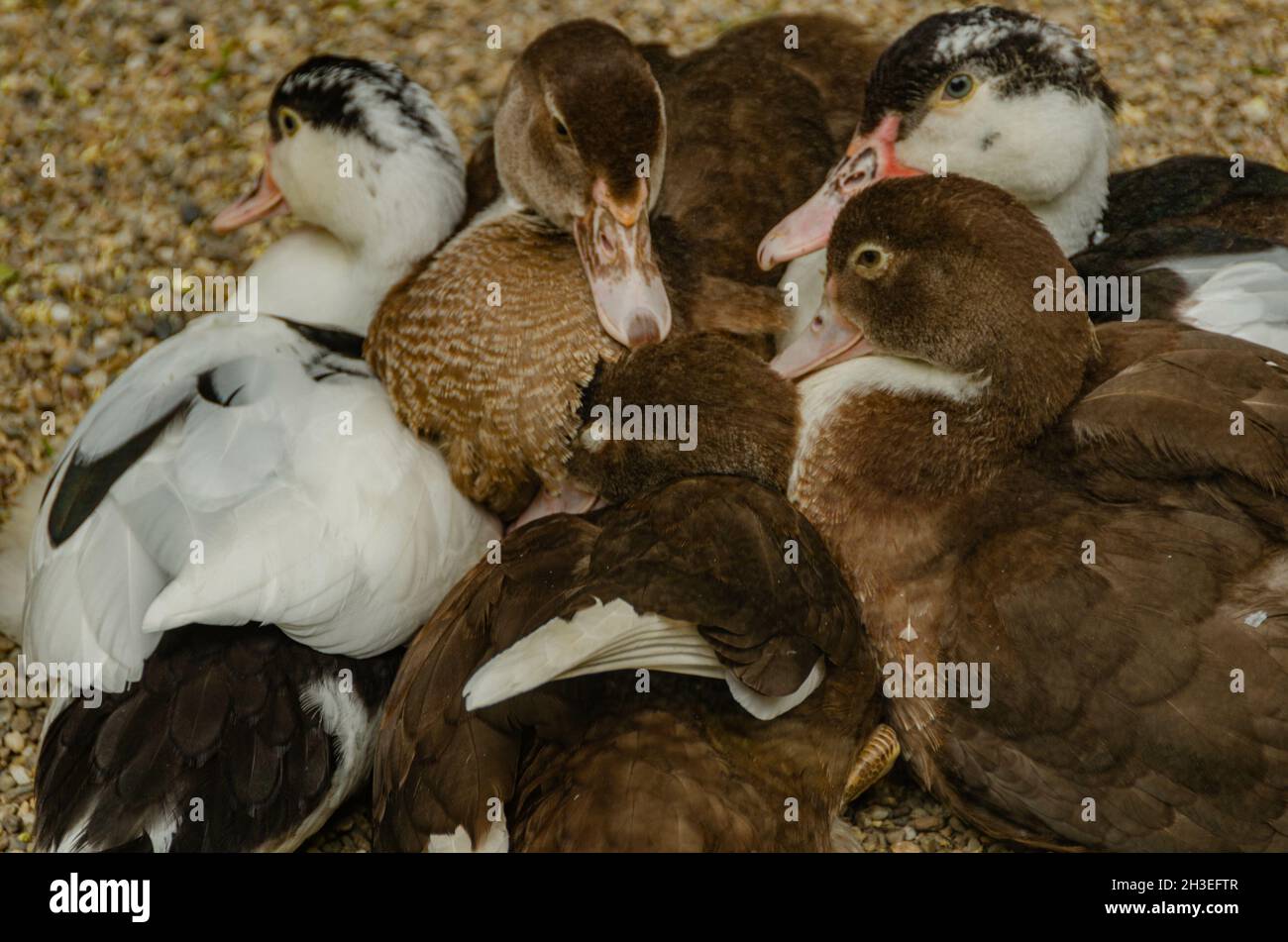 Close up shot of a group of little ducks sitting and hugging each other ...