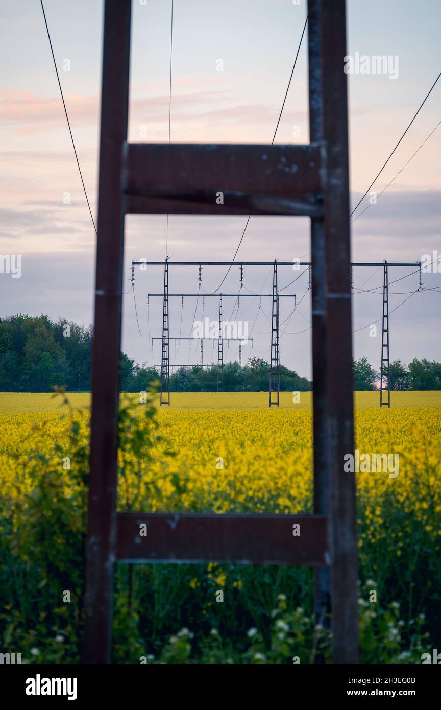 Canola sweden hi-res stock photography and images - Alamy