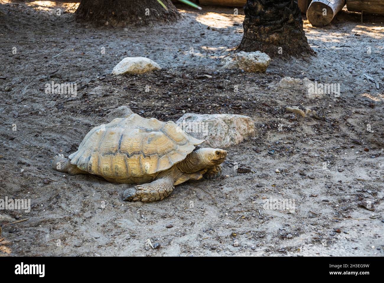 close view of large galapagos tortoise in mud Stock Photo - Alamy